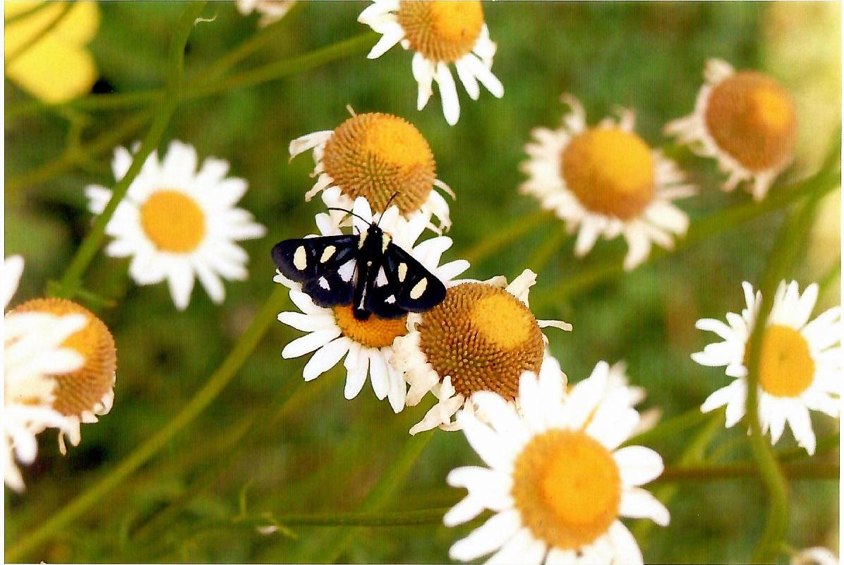 Innocence – Faith Walk Ministries, Inc.