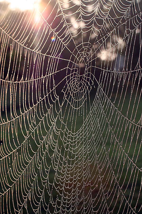 CLEARING THE PATH – Faith Walk Ministries, Inc.